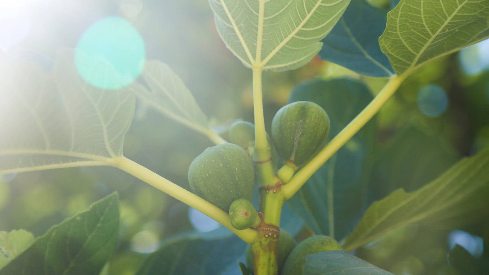 The Parable of the Fig Tree - Are You Awake? ~ Green Eyed Grace